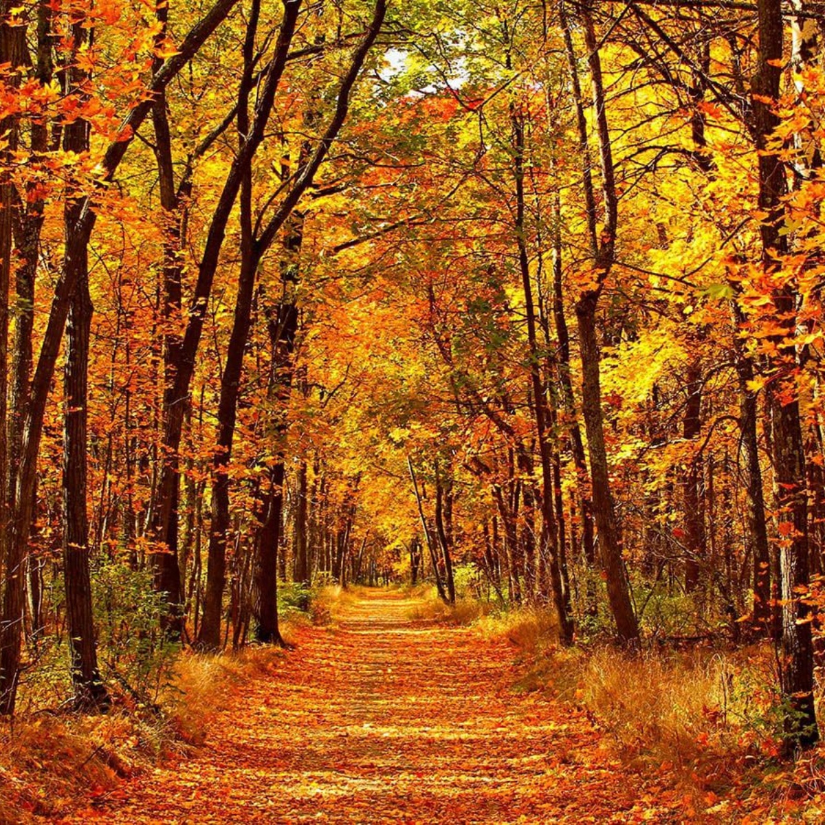 Northway Primary School - Autumn Assembly